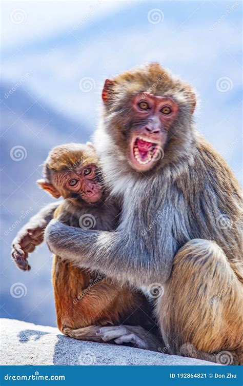 Monkey Mother And Son Stock Image Image Of Love Beauty 192864821