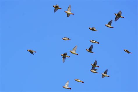 湘南野鳥写真 ヒレンジャク飛翔Ⅱ