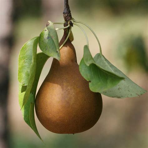 Bosc Pear Tree For Sale 4 5ft Bareroot Organic Grafted