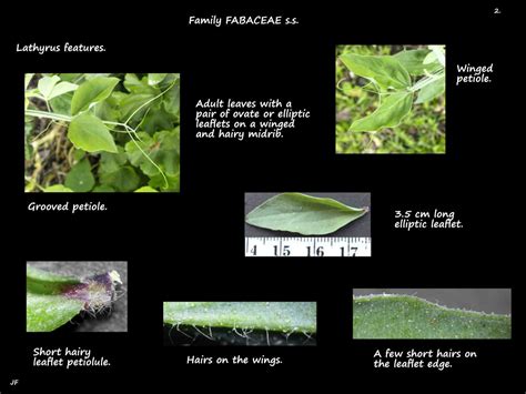 Lathyrus Botany Brisbane