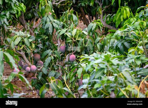 Eco Farming On La Palma Island Plantations With Organic Mango Trees