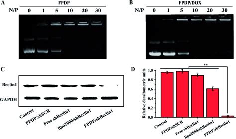 Shrna Binding Of Fpdp Or Fpdp Dox Micelles And Transfection Ability Of Download Scientific