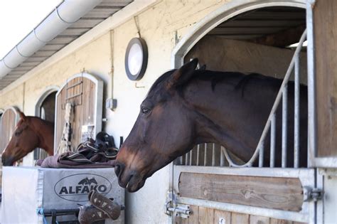 Les Comportements Du Cheval Au Box Nous En Disent Beaucoup