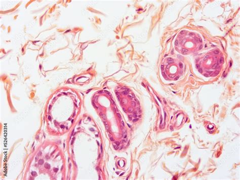 Histology Of Human Tissue Show Epithelial Tissue And Connective Tissue