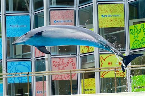 伊豆・三津シーパラダイス 🐬💕 イルカショー 🐬 °｡⋆ 大迫力の大ジャンプ🐬💕すげぇ〜👏👏 伊豆三津シーパラダイス みとしー 水族館
