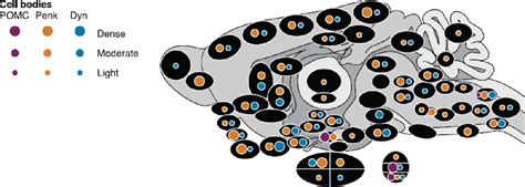 Figure 1 From Development Of Enkephalin Mrna Interference In The Rat