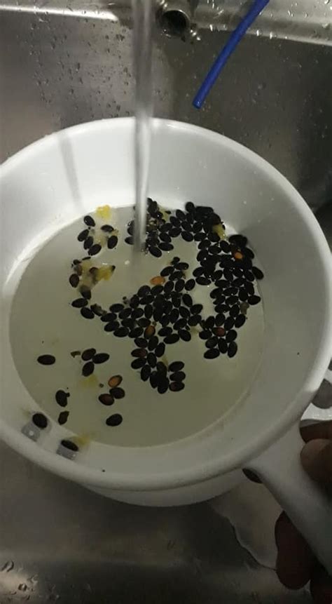 Cara Tanam Pokok Tembikai Di Rumah Semai Dulu Biji Dalam Tisu Basah