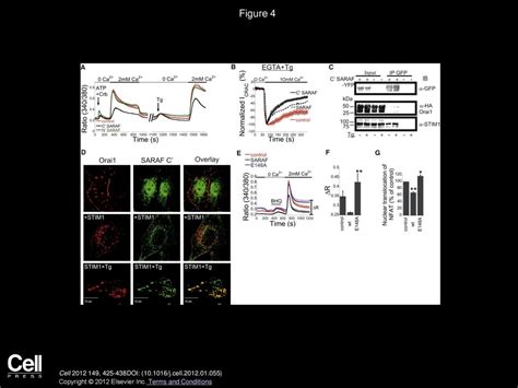Raz Palty Adi Raveh Ido Kaminsky Ruth Meller Eitan Reuveny Cell