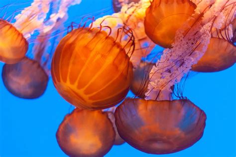 Review Those Beautiful Brainless Dangerous Jellyfish Of Spineless Wsj