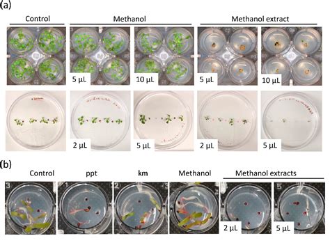 Figure 1 From Bioactive Compounds With Pesticide Activities Derived