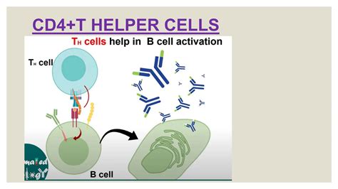 T Cell Lymphocyte Its Function Production And Types Pptx Pptx