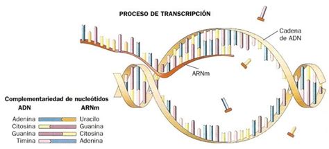 Las Partes Del Arn
