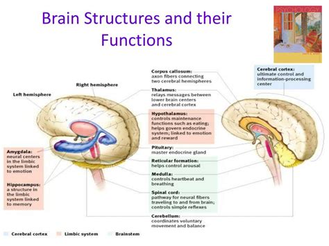 Brain Structures And Functions Worksheet