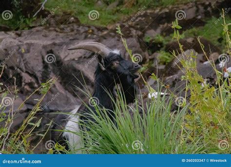 American Pygmy Eating Grass Stock Image Image Of Nature Grass 260203347