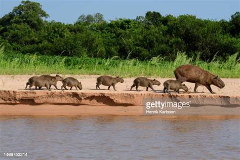 Capybara Rio Photos And Premium High Res Pictures Getty Images