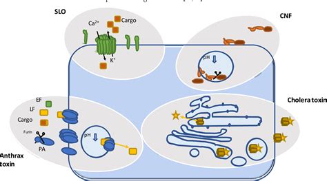 Figure 1 From Some Examples Of Bacterial Toxins As Tools Semantic Scholar Figure 1 From Some Examples Of Bacterial Toxins As Tools Semantic Scholar