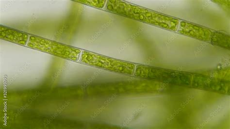 Chloroplast Under A Microscope Cell Division Cell Structure Cell