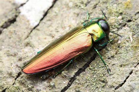 5 Bugs That Kill Trees Every Homeowners Should Know Of