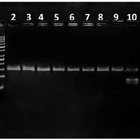 Three Percent Agarose Gel Electrophoresis Of Ecor1 Restriction Enzyme Download Scientific