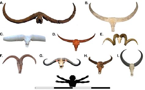 Cranial Comparison Of Large Extinct And Extant Bovids With Breadth Of