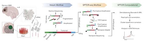 github heilandd sptcr seq code high sensitive spatially resolved t