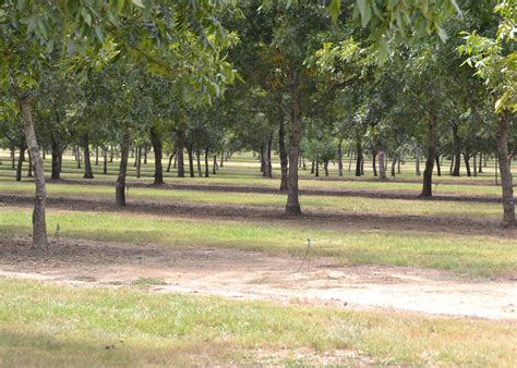Pecan Yields Good Demand Strong Mississippi State University