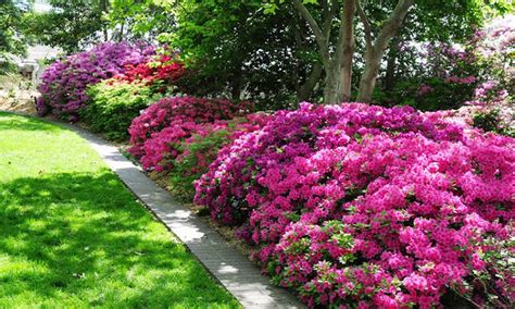 6 Shallow Root Trees For Small Spaces And Urban Landscapes