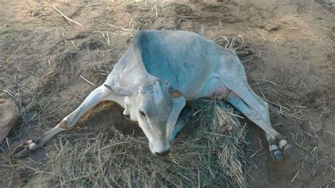 ସମୂହ ଛୁଟିରେ ପଶୁ ଡାକ୍ତର ଯନ୍ତ୍ରଣା ରେ ଗୋମାତା Odisha Reporter