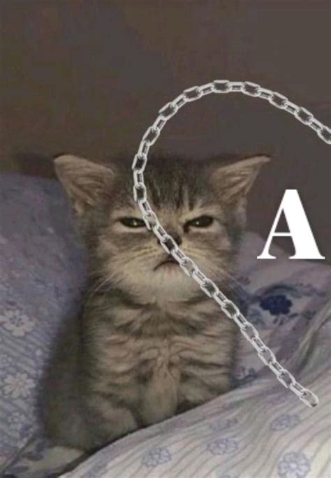 Котята Милый кот Милые щенки