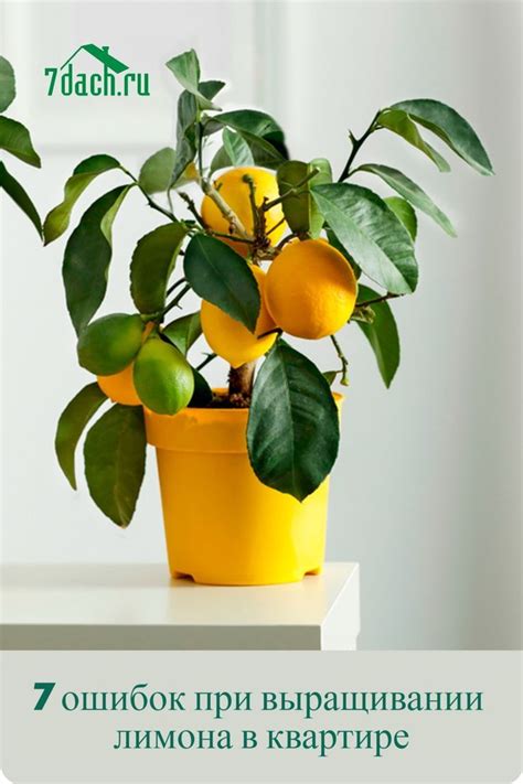 Не навреди 7 ошибок при выращивании лимона в квартире Комнатные