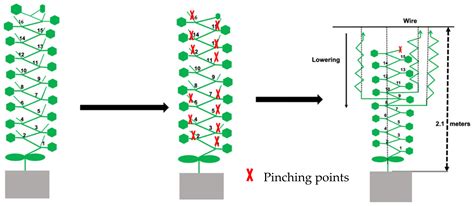 Effective Training Methods For Cucumber Production In Newly Developed Nutrient Film Technique