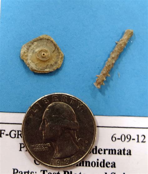 Class Echinoidea Kansas Geology