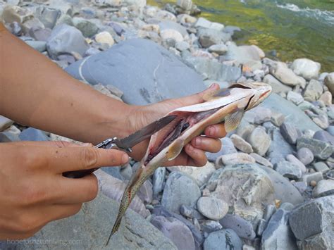 How To Clean A Trout