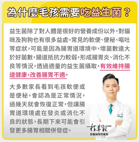 貓咪便秘怎麼辦？掌握這些症狀及解決方式，讓愛貓健康排便 毛孩時代