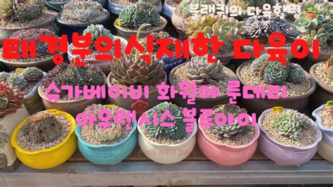 태경분에식재한다육 블랙퀸의다육힐링 블랙퀸 다육엔풍경 다육식물 슈가베이비 화월야 룬데리 아우렌시스 블루아이 Youtube