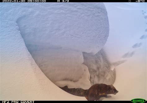 Wolverine Dens —