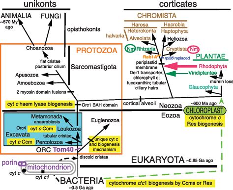 Figure 1 From Piece Kingdoms Protozoa And Chromista And The Eozoan Root