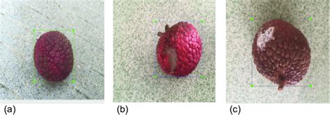 Lychee Samples With Annotated Bounding Boxes A Mature B Defects