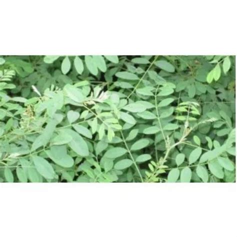 Cassia Angustifolia Plant At Rs 110kilogram Medicinal Plant In