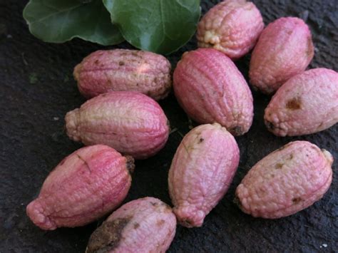 100 Semillas De Arbol Nativo Peumo Cryptocarya Alba Polifen Chile