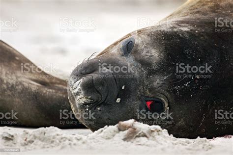 세부 눈 초상화 코끼리 물개 미룬가 레오니나 모래 해변에서 물개 껍질을 벗기는 코끼리 물개 포클랜드 제도의 자연 서식지에서 큰