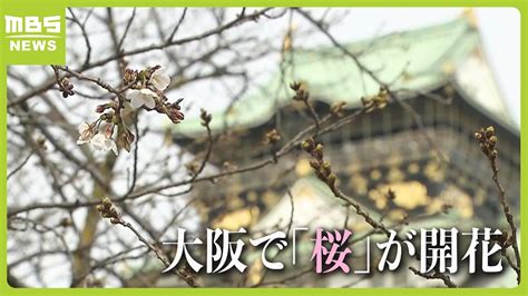 大阪で「桜」が開花平年に比べて3日遅い観測 今後1週間ほどで満開となる見込み（2024年3月30日） Youtube