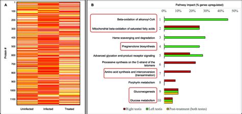 An Altered Proteomic Profile Leads To Increased Energy Metabolism And