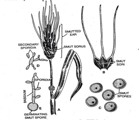 Covered Smut Of Barley Basic Agricultural Study