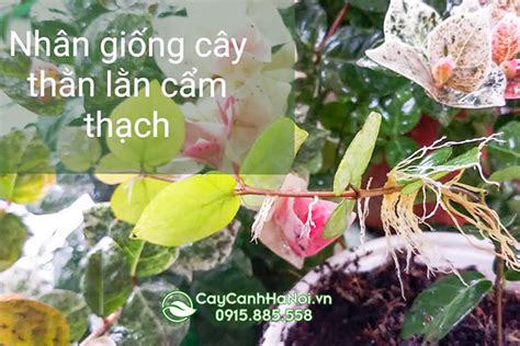 Cây Thằn Lằn Có Tác Dụng Gì Phân Loại ý Nghĩa Cách Trồng Và Chăm Sóc