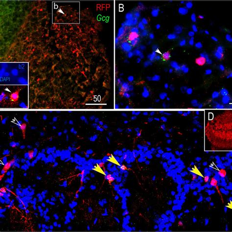Gcg And Icre Mrna Expression Rnascope In The Olfactory Bulb In Adult