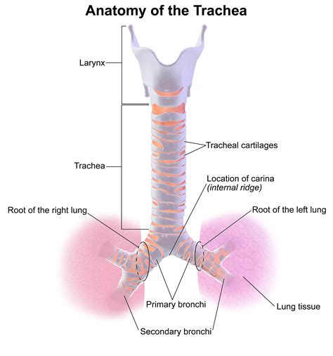 1 Anatomy Of The Respiratory System SimpleMed Learning Medicine