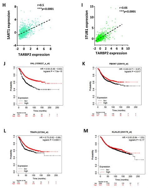 The Effect Of Tarbp2 On The Expression Of Hif 1α Targeting E3 Ligases