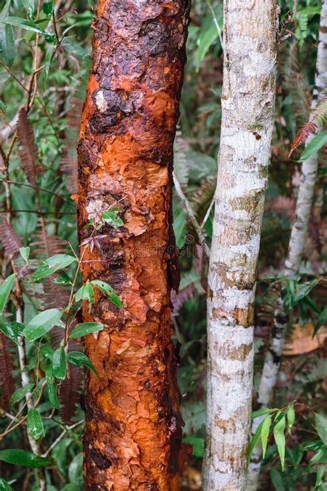 Red Bark Tree Of Syzygium Gratum In The Forest Stock Photo Image Of Green Grunge 153206274