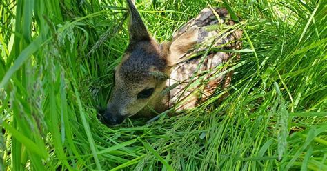 Eifel Freiwillige Retten Rehkitze Und Andere Tiere Mithilfe Von Drohnen